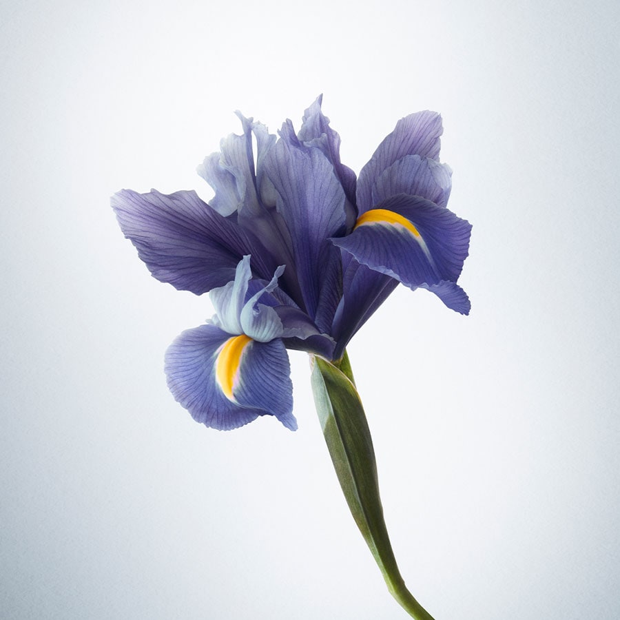 La Perla My Day Eau de Parfum online la DOUGLAS